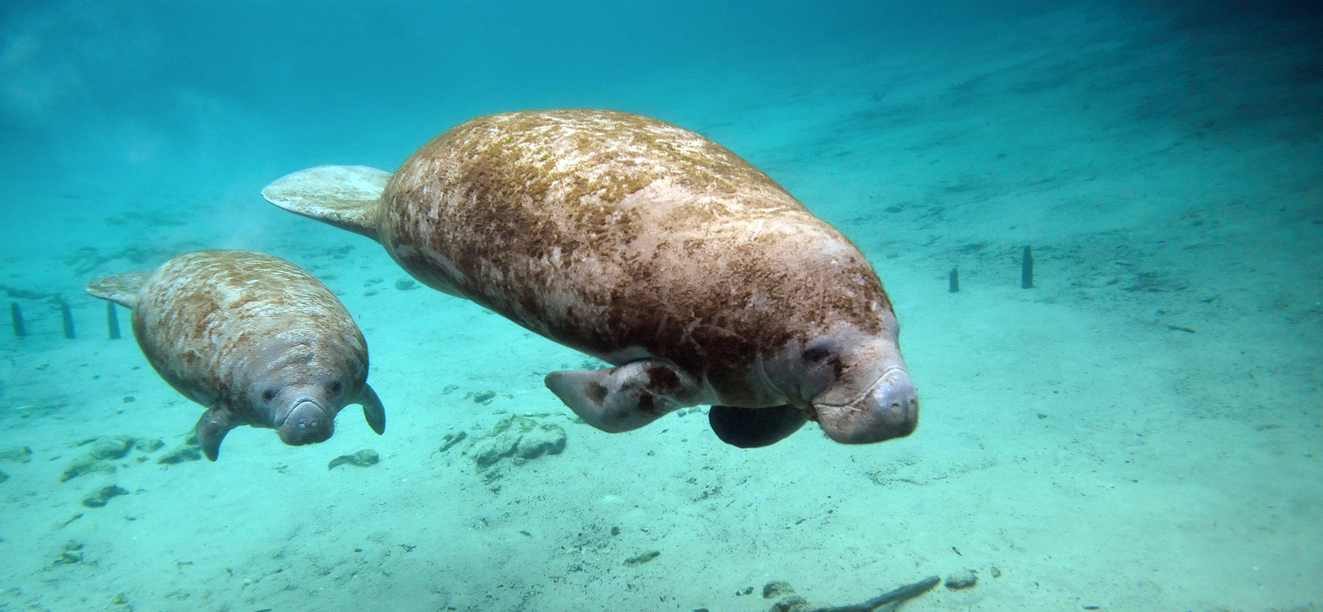Trash Free Seas | Biscayne Bay Garbage Free | Beach Cleanup